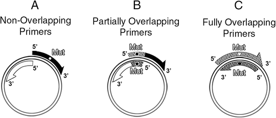 Inverse PCR for Point Mutation Introduction | SpringerLink