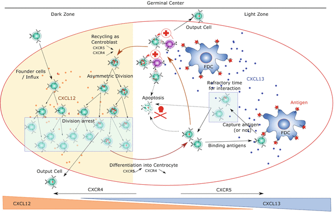 How to Simulate a Germinal Center | SpringerLink