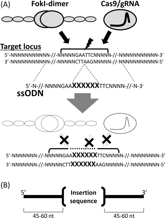Generation of Knock-in Mouse by Genome Editing | SpringerLink