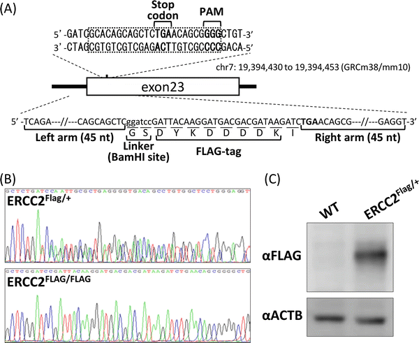 Generation of Knock-in Mouse by Genome Editing | SpringerLink