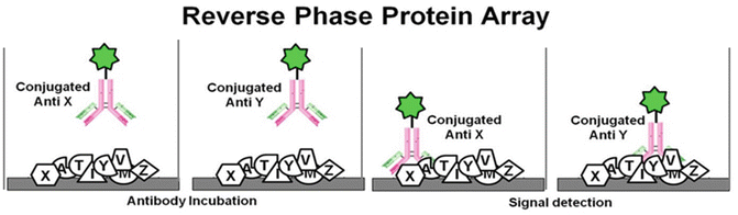Reverse Phase Protein Arrays and Drug Discovery | SpringerLink