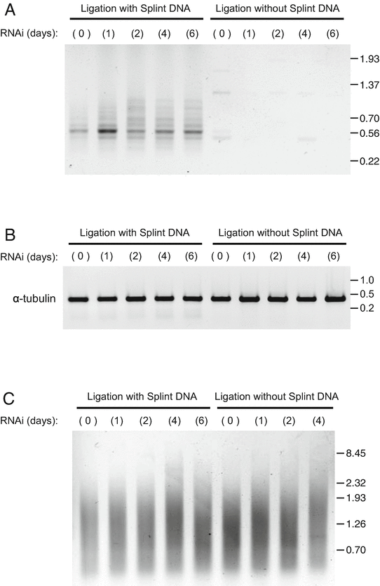 Detection and Identification of Uncapped RNA by Ligation-Mediated ...
