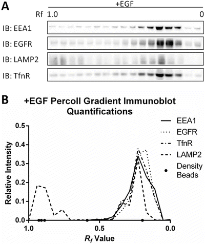 Using Percoll Gradient Fractionation to Study the Endocytic Trafficking ...
