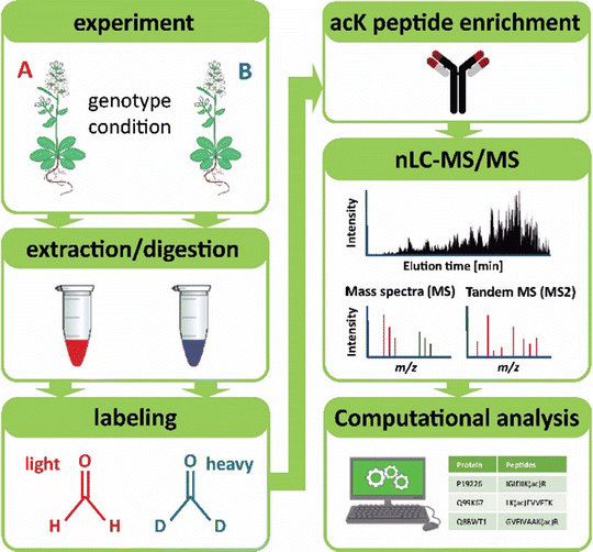 Dimethyl-Labeling-Based Quantification of the Lysine Acetylome and ...