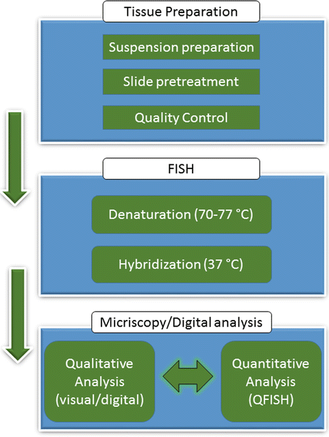 FISH-Based Assays for Detecting Genomic (Chromosomal) Mosaicism in ...
