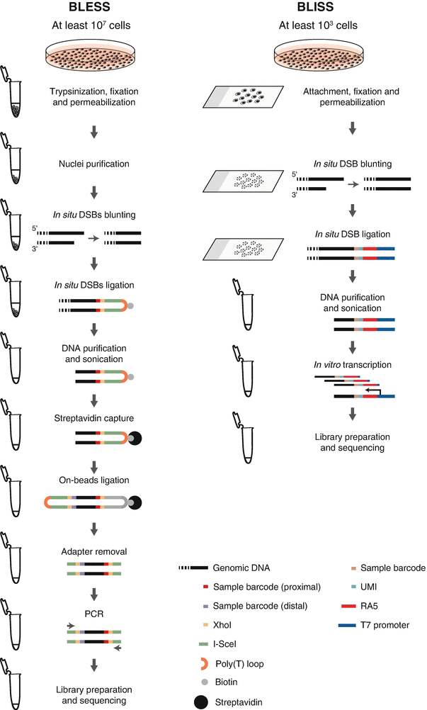 Genome-Wide Profiling of DNA Double-Strand Breaks by the BLESS and ...