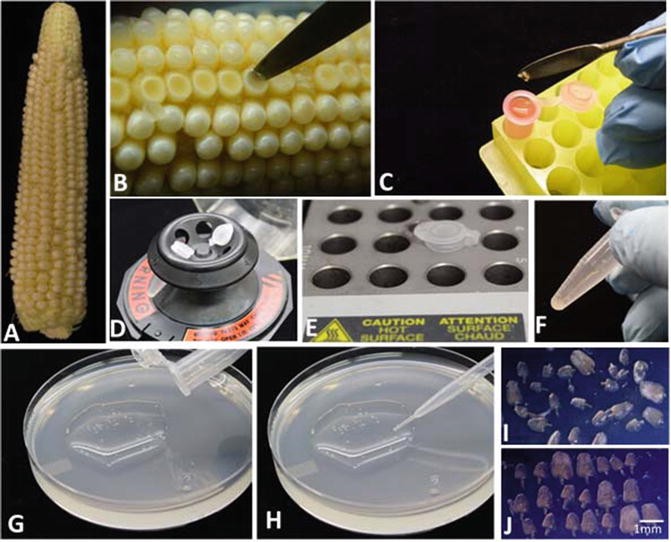 Advances in Agrobacterium-mediated Maize Transformation | SpringerLink