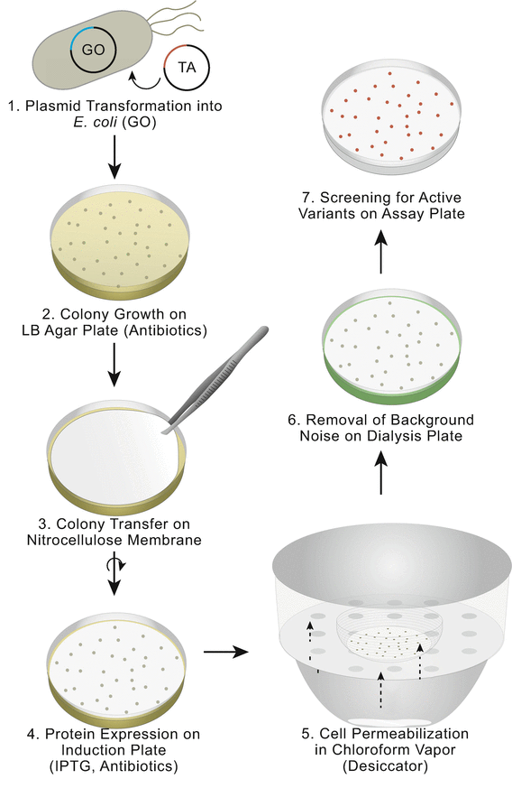 Solid-Phase Agar Plate Assay for Screening Amine Transaminases ...