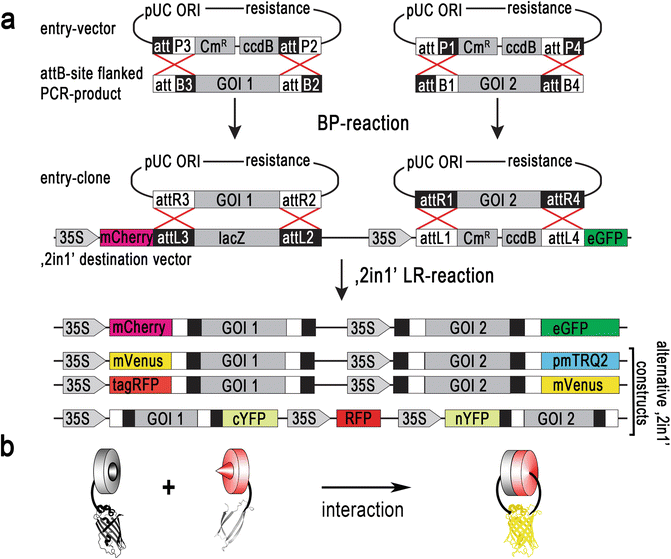 2in1 Vectors Improve In Planta BiFC and FRET Analyses | SpringerLink