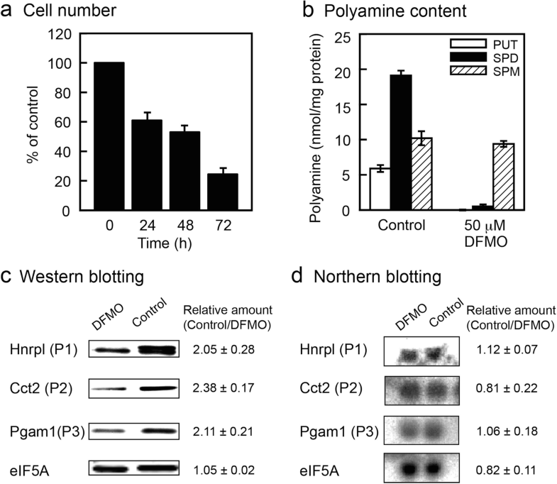 Modulation of Protein Synthesis by Polyamines in Mammalian Cells ...