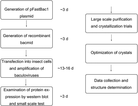 Crystallization and Structural Determination of the Human Glucose ...
