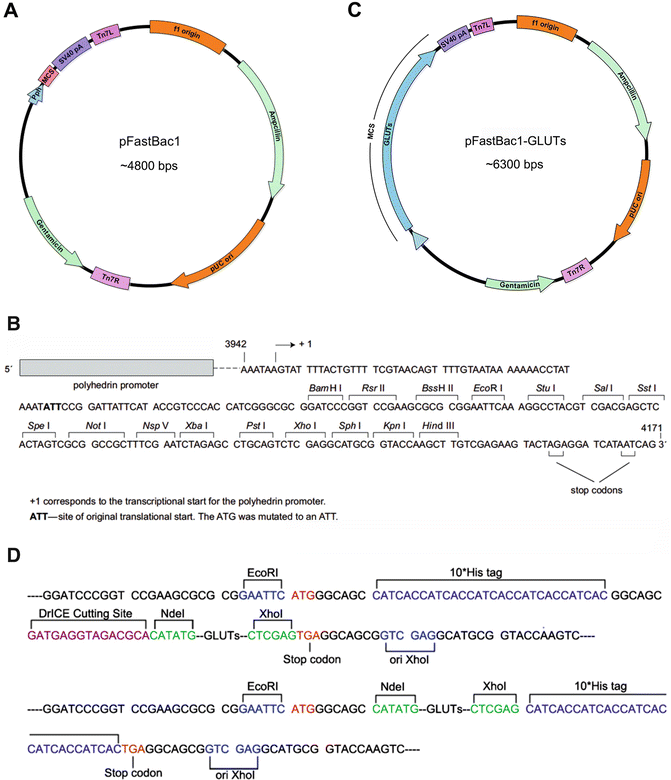 Crystallization and Structural Determination of the Human Glucose ...