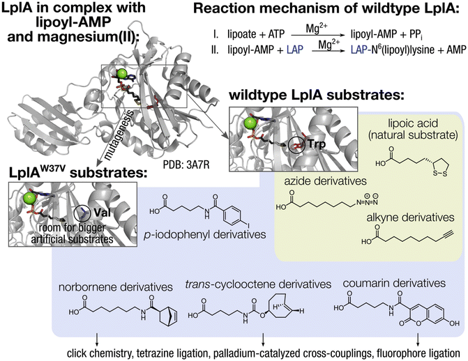 Site-Specific Protein Labeling Utilizing Lipoic Acid Ligase (LplA) and ...