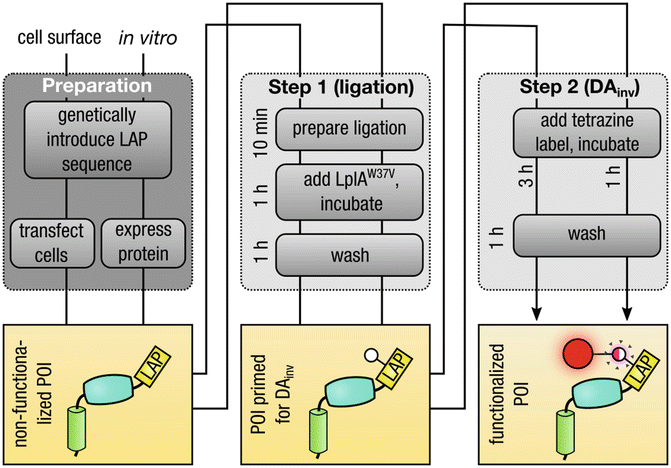 Site-Specific Protein Labeling Utilizing Lipoic Acid Ligase (LplA) and Bioorthogonal Inverse ...