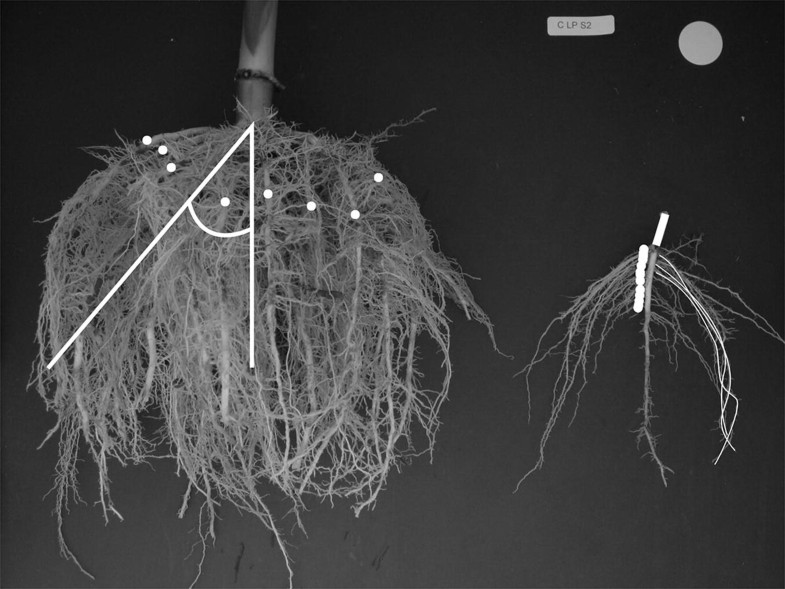 Phenotyping Crop Root Crowns: General Guidance and Specific Protocols ...