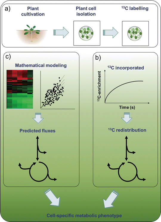 Gas Chromatography–Mass Spectrometry-Based 13C-Labeling Studies in Plant Metabolomics | SpringerLink
