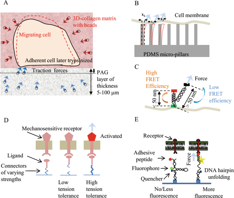 Cellular and Nuclear Forces: An Overview | SpringerLink