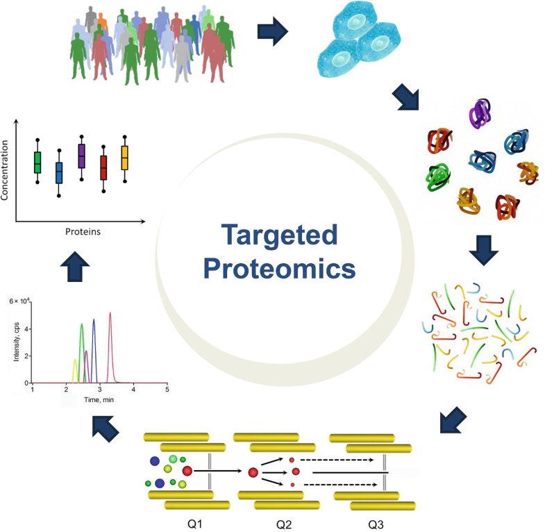 Targeted Proteomics | SpringerLink