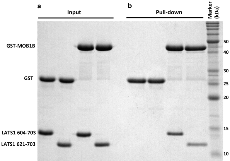 GST Pull-Down Assay to Measure Complex Formations | SpringerLink