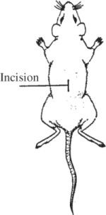 Utility of the Ovariectomized Rat as a Model for Human Osteoporosis in ...