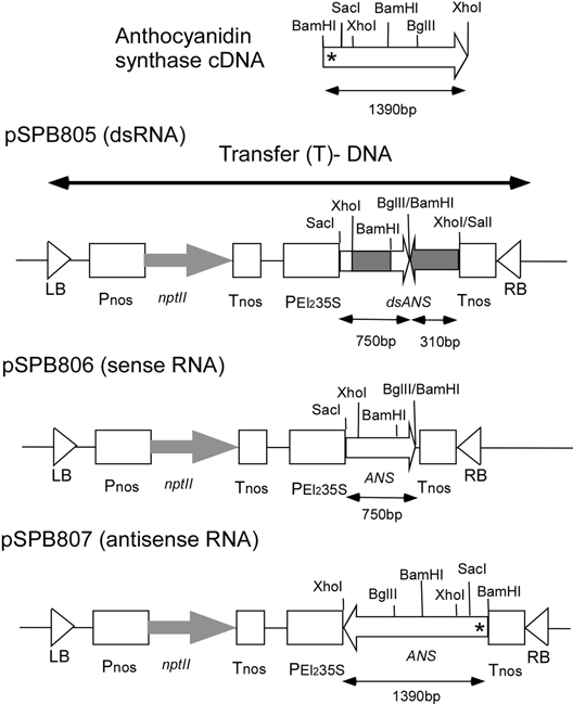 Altering Flower Color in Transgenic Plants by RNAi-Mediated Engineering ...