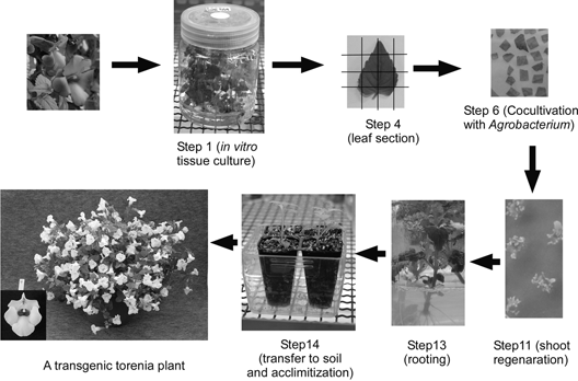 Altering Flower Color in Transgenic Plants by RNAi-Mediated Engineering ...