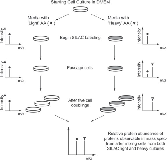 Stable Isotope Labeling by Amino Acids in Cell Culture for Quantitative Proteomics | SpringerLink