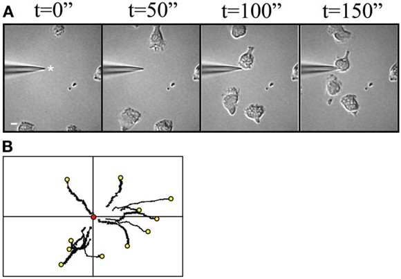Analysis of Neutrophil Chemotaxis | SpringerLink