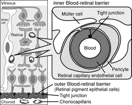 Molecular Mechanisms of the Inner Blood-Retinal Barrier Transporters ...