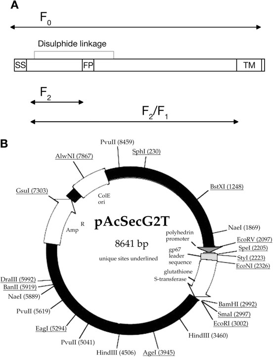 Secretion of the Respiratory Syncytial Virus Fusion Protein From Insect ...