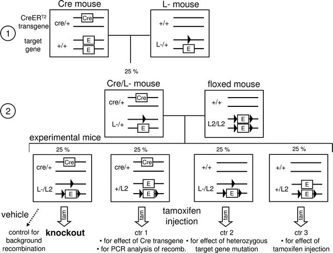 Inducible Cre Mice | SpringerLink