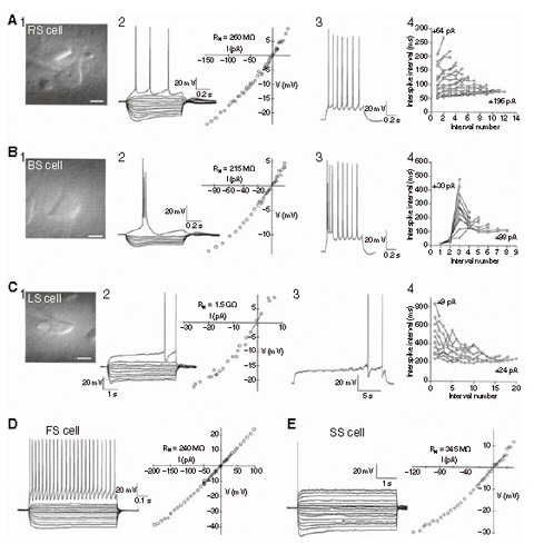 Visually Guided Patch-Clamp Recordings in Brain Slices | SpringerLink