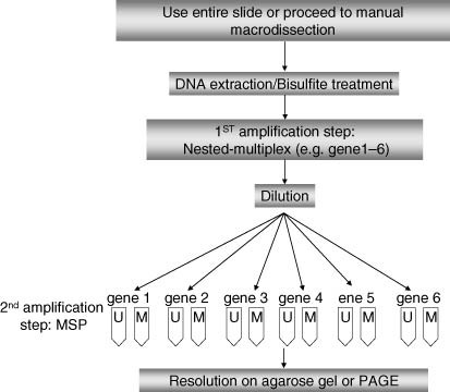 Methylation-Specific PCR | SpringerLink