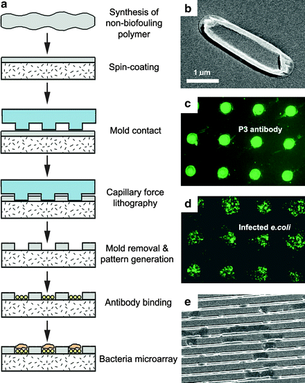 Fabrication of Bacteria and Virus Microarrays Based on Polymeric ...