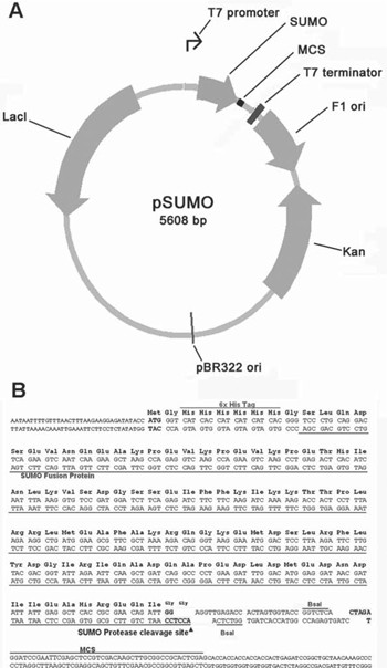 SUMO Fusion Technology for Enhanced Protein Production in Prokaryotic ...