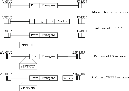 Lentiviral Transduction of Immune Cells | SpringerLink