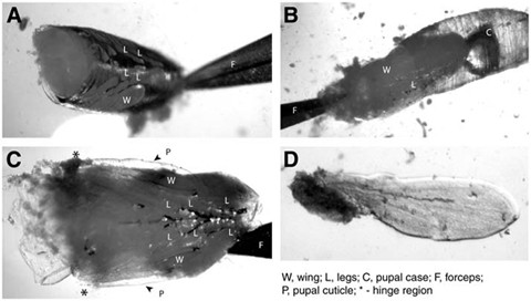 Imaging Drosophila Pupal Wing Morphogenesis | SpringerLink