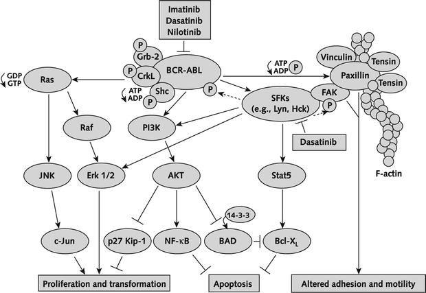 BCR-ABL Mutations and Imatinib Resistance in Chronic Myeloid Leukemia ...