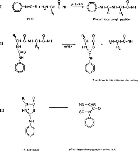 The Dansyl-Edman Method for Peptide Sequencing | SpringerLink
