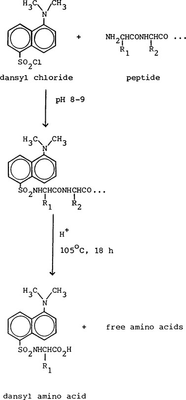 The Dansyl-Edman Method for Peptide Sequencing | SpringerLink