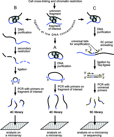 Chromosome Conformation Capture (from 3C to 5C) and Its ChIP-Based ...