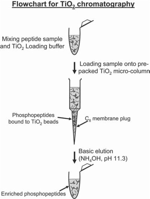 The Use of Titanium Dioxide Micro-Columns to Selectively Isolate ...