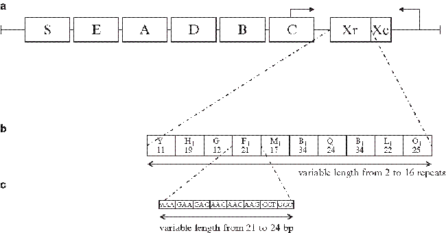 spa Typing for Epidemiological Surveillance of Staphylococcus aureus ...