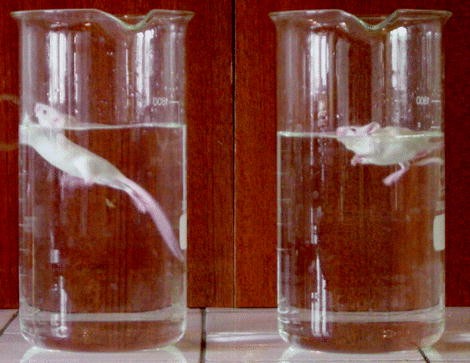The Forced Swimming Test in Mice: A Suitable Model to Study ...