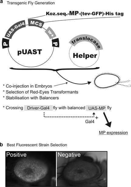 Membrane Protein Expression in the Eyes of Transgenic Flies | SpringerLink