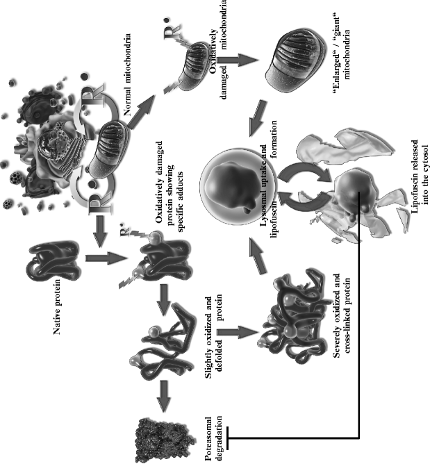 Lipofuscin: Detection and Quantification by Microscopic Techniques ...