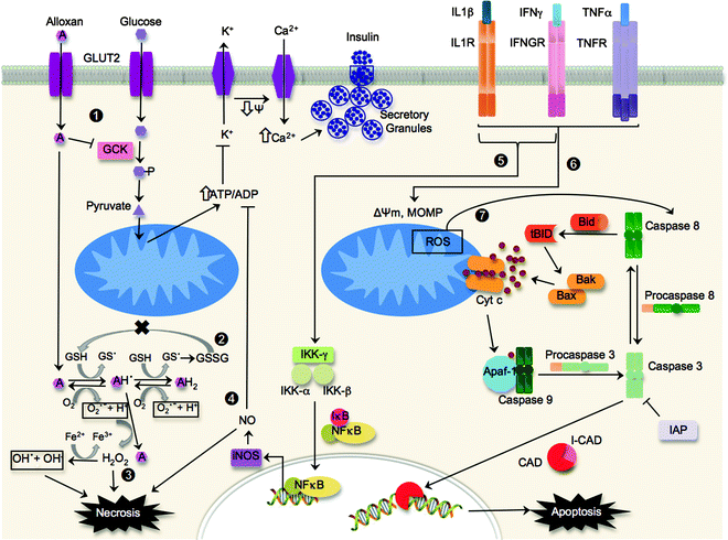 Oxidative Stress and Beta Cell Dysfunction | SpringerLink