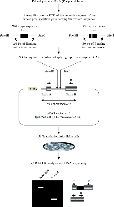 Use of Splicing Reporter Minigene Assay to Evaluate the Effect on ...