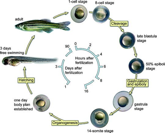 Zebrafish (Danio rerio) as a Model Organism for Dementia | SpringerLink