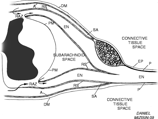 The Blood-Nerve Barrier: Structure and Functional Significance ...